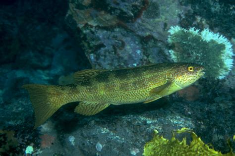 Olisthops Cyanomelas