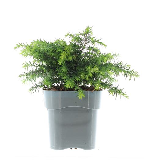 Tsuga can. 'Jeddeloh'