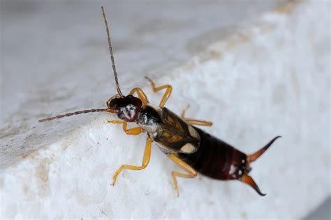Are Earwigs Dangerous To Humans Myths Vs Facts Ecoguard