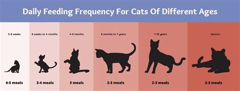 How Much Should I Feed My Cat Methodsandonline Calculator