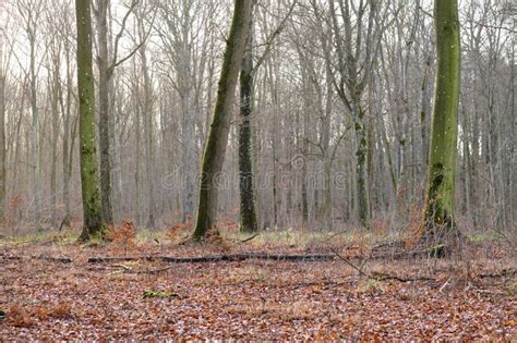 Trees Of All Types And Seasons A Beautiful World Of Differences Trees And Forests Of All Types