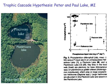 Ppt Food Webs And Trophic Cascades In Lakes Powerpoint Presentation