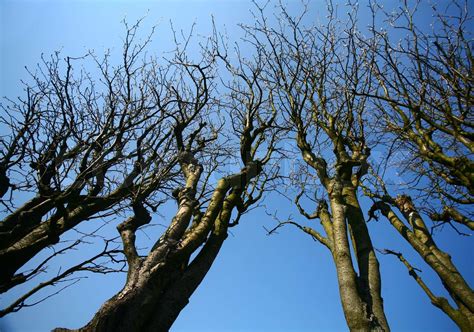 Naked Trees Stock Image Colourbox
