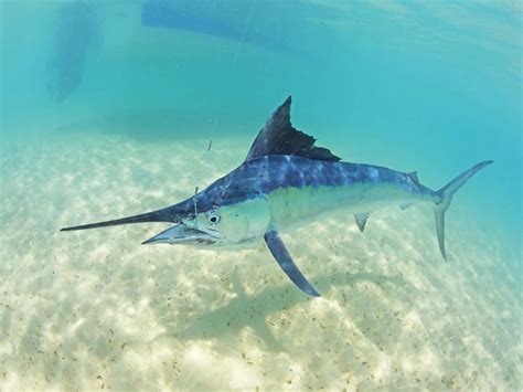 100 Marlin Wallpapers