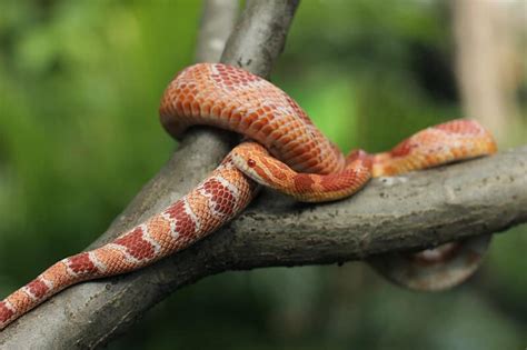 Corn Snake Bites Do They Hurt And What Should You Do