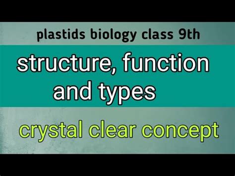 Diagram And Function Of Plastids Plastids Selftution Organel