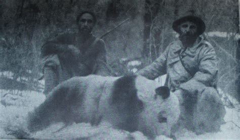 Did You Know The History Of Pandas Part PDXWildlife