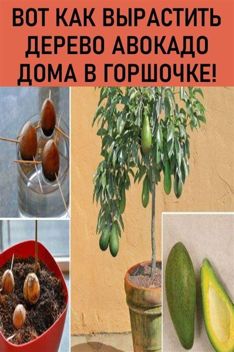 МОЙ ДОМ | Дерево авокадо, Выращивание авокадо, Балконные растения