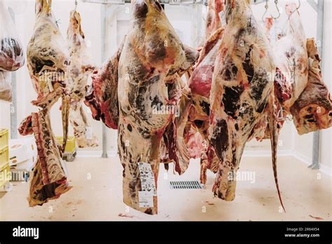 Carcasses Of Bovines In The Cutting Room Of Seleviandes In Saint Remy