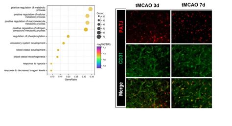 Labs Preprint On Patj And Neurorecovery Neel Singhal Posted On The