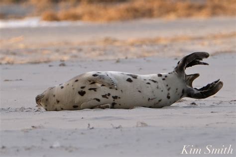Harp Seal Juvenile Tail Gloucester  Kim Smith Films