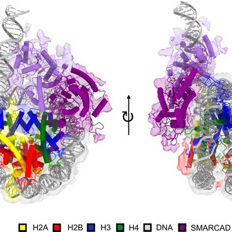 Cryo Em Structure Of The Smarcad1 Nucleosome Complex Revealing A