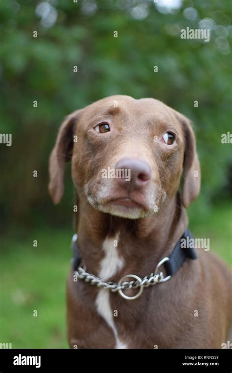 Weimaraner X Springer Spaniel