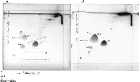 Microbacterium Paraoxydans Semantic Scholar