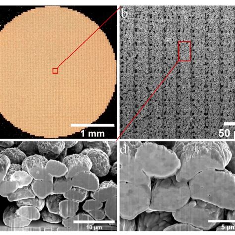 Microscope And Sem Micrographs Of The Porous Au Pattern With 30 µm In