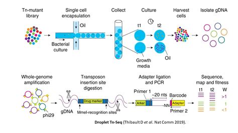 Tn Seq France Génomique