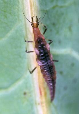 Brown Lacewing Larvae
