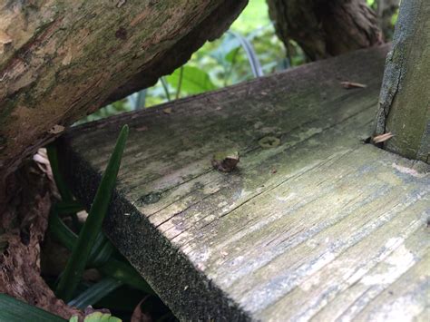 Very Tiny Loaf Rfrogloaf