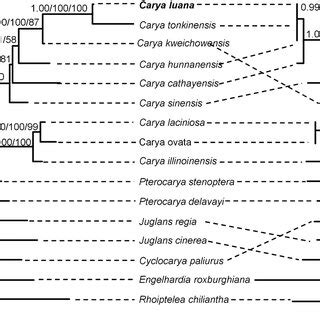 Maximum Likelihood Tree Inferred From Whole Chloroplast Genome Data And Download Scientific