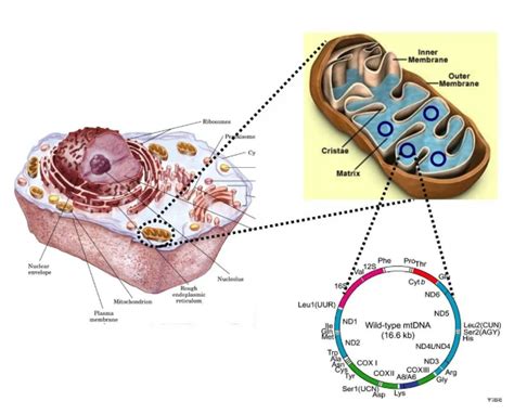 Knockout Transgenic Mouse Rat Models Cyagen Korea