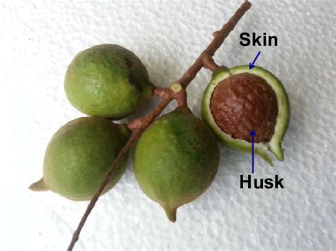 Macadamia Macadamia Tetraphylla Nuts Download Scientific Diagram