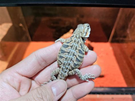 김해 비어디 드래곤 분양 네이버 블로그