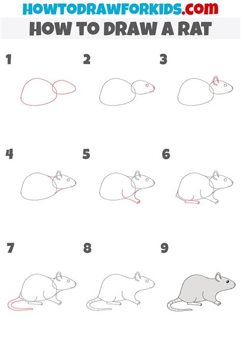 How To Draw A Rat Step By Step