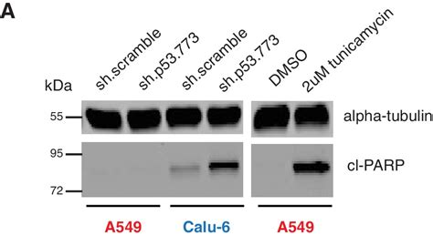 figures and data in tp53 exon 6 truncating mutations produce separation