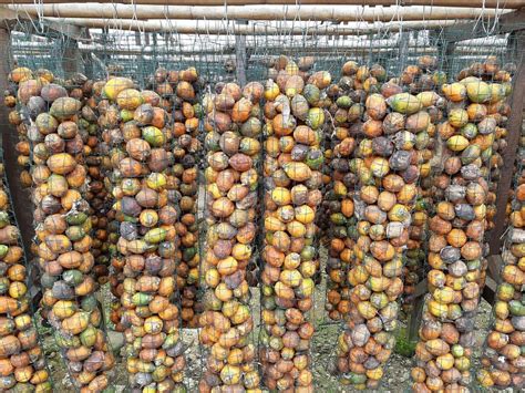 Biji Pinang Jadi Permen Peluang Usaha Baru Yang Menjanjikan