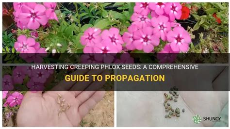 Harvesting Creeping Phlox Seeds A Comprehensive Guide To Propagation Shuncy