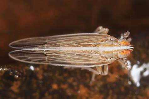 Planthopper Bugguidenet