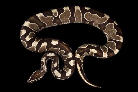 Scaleless Ball Python Animal Pictures A Z Animals