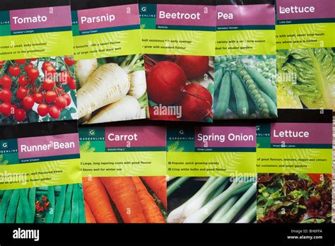 Seed Vegetables Examples