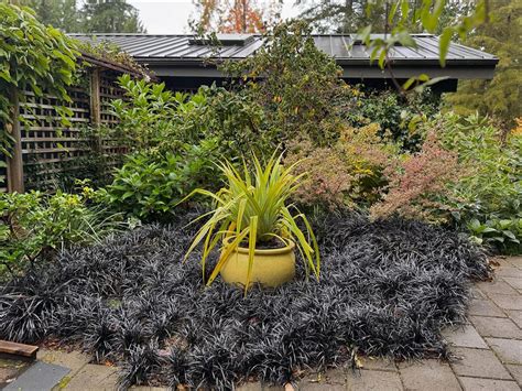 Mondo Grass Lawn Ophiopogon Japonicus Mondo Grass Ian Barker