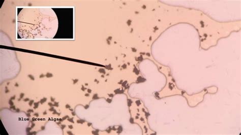 Activity 2 Kingdom Protista Biodiversity Lab Ppt
