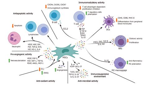 Mesenchymal Stem Cells Secretome The Cornerstone Of Cell Free Hot Sex