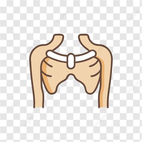 Illustration Of Clavicle Anatomy Vector Anatomy Icon Medical Science