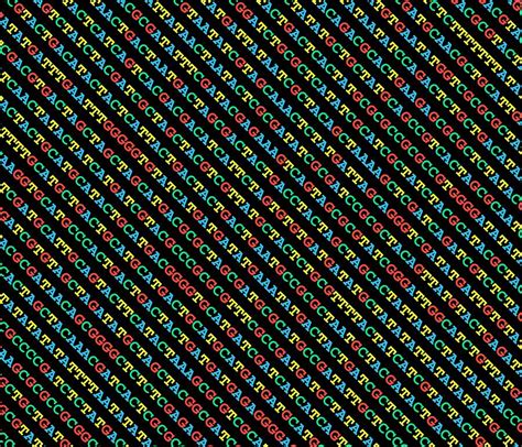 Base Sequence Of Dna
