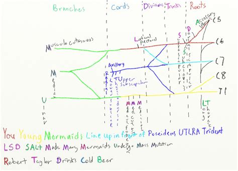 Brachial Plexus The Power Of Mnemonics I Was Able To Reca… Flickr
