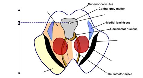 Diagram Of Cross Section Of The Midbrain 1 Quizlet