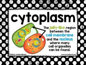 Cell Structure And Function Word Wall Cards By Angela Willyerd TpT