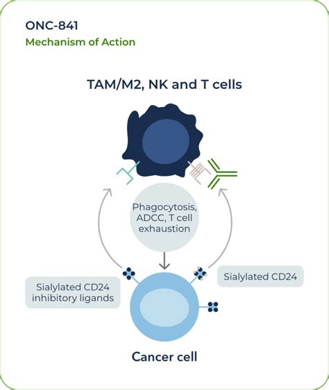 Leveraging Siglec Antibodies To Outsmart Cancer Oncoc4 Approach