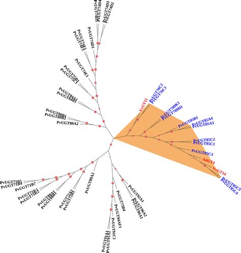Phylogenetic Tree Of Functionally Characterized Ugt Members Plus The