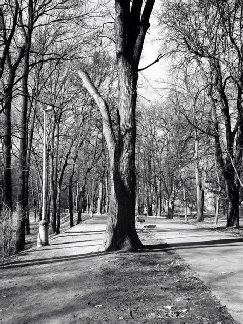 Tree Black And White Stock Image Image Of Park Naked