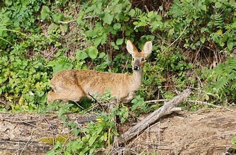 사살 포상금 걸린 ‘k사슴 고라니…공존할 길은