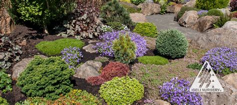 Iseli Nursery Wholesale Only