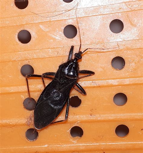 Triatromine Or Assassin Bug What S That Bug