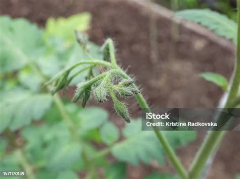 온실에서 자라는 토마토 식물의 작고 녹색 꽃 봉오리의 매크로 야채 묘목 발아 묘목의 개념 0명에 대한 스톡 사진 및 기타 이미지 Istock