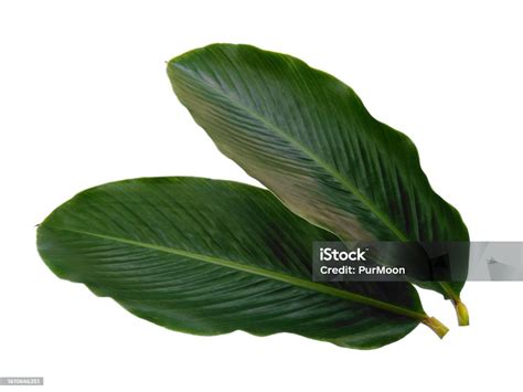 Daun Jahe Merah Atau Daun Alpinia Purpurata Dengan Latar Belakang Putih