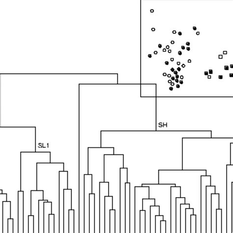 Dendrogram A And Multidimensional Scaling Ordination B Indicating